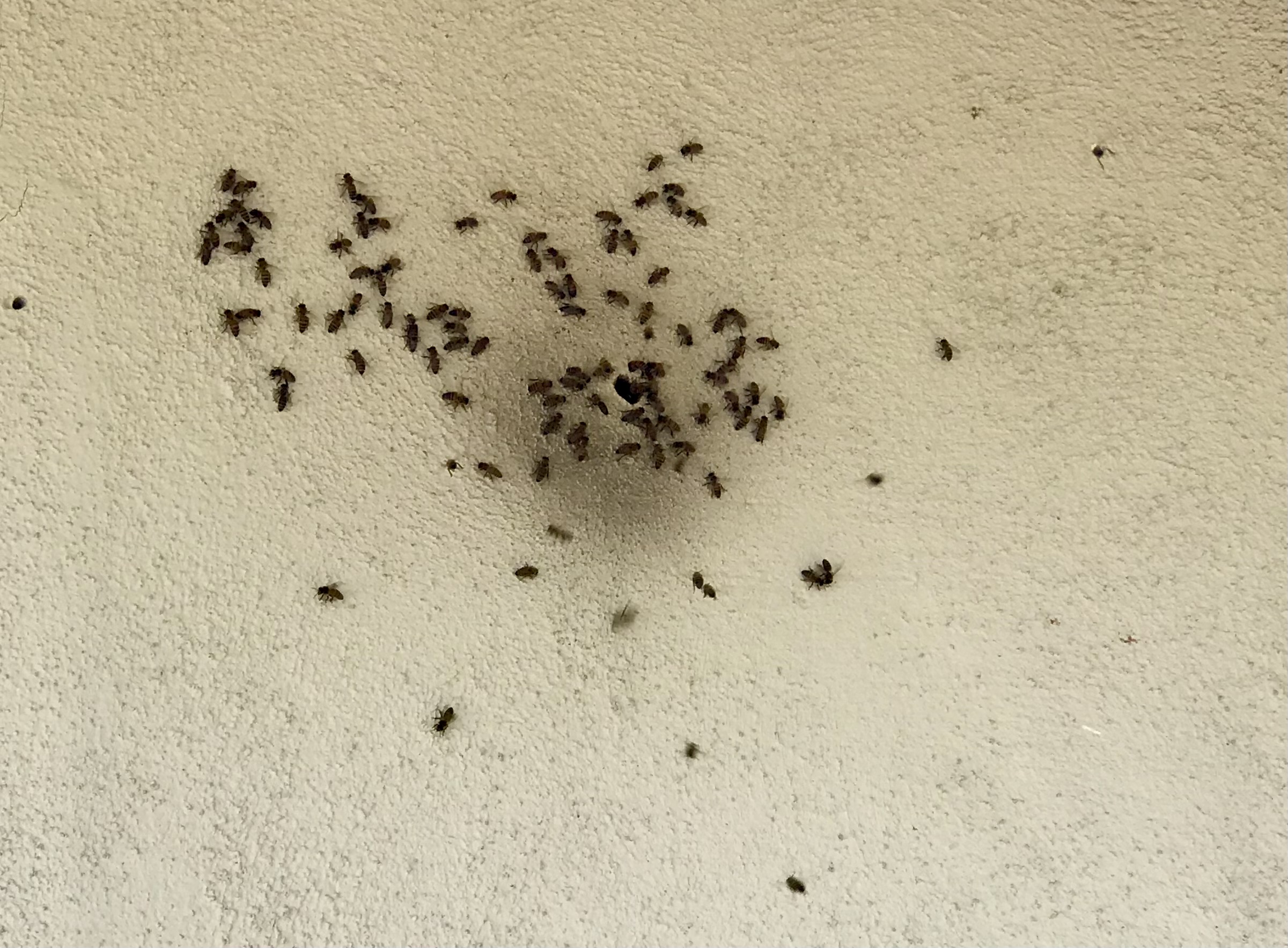 Bee rub marks - OC Bee Guy